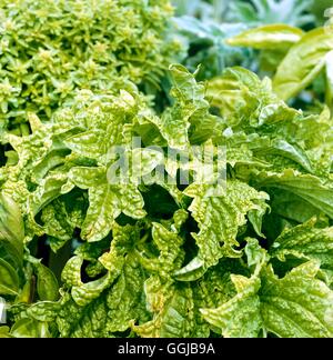 basil Green Ruffles Stock Photo - Alamy