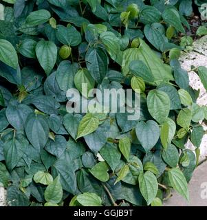 black pepper piper nigrum Stock Photo - Alamy