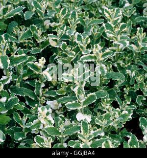 Pineapple Mint Variegata, Mentha suaveolens, pineapple mint Variegata ...