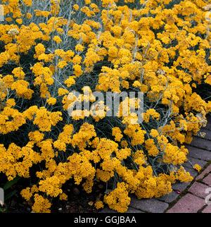 Flowers of Curry Plant (Helichrysum italicum Stock Photo - Alamy