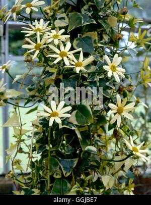 Senecio macroglossus - `Variegatus'- - Natal Ivy ""Wax Vine ...