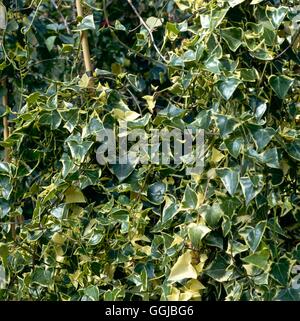 Senecio macroglossus - `Variegatus' Natal Ivy ""Wax Vine""" HPS009272 ...