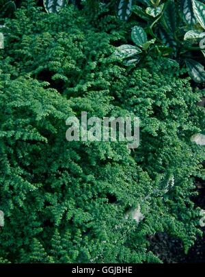 artillery plant (Pilea microphylla Stock Photo - Alamy