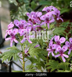 Pelargonium - `Mabel Grey' - Lemon Scented Geranium HPS007420 Stock ...