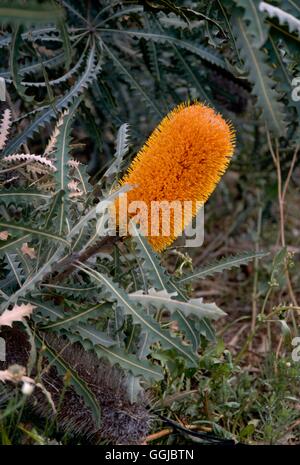 Banksia, Ashby's banksia, Banksia ashbyi Stock Photo - Alamy