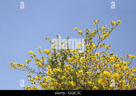 Tabebuia spectabilis flower or Yellow tabebuia flower bloom on tree in ...