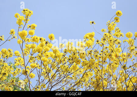 Tabebuia spectabilis flower or Yellow tabebuia flower bloom on tree in ...