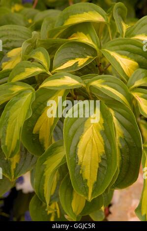 Cornus kousa 'Gold Star' Stock Photo - Alamy
