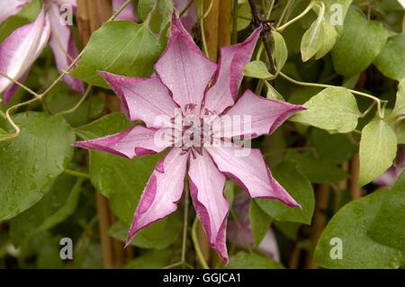 Clematis (Clematis Omoshiro Stock Photo - Alamy