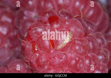 Raspberry beetle (Byturus tomentosus) larva, grub in damaged raspebbery ...