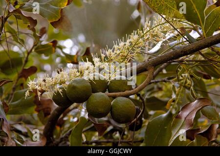 Macadamia nuts - Macadamia integrifolia Stock Photo - Alamy