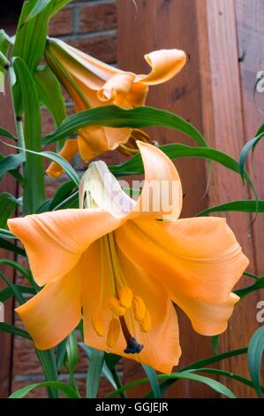 Lilium "African Queen Stock Photo - Alamy
