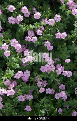 Geranium 'Mavis Simpson' Stock Photo - Alamy