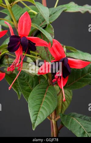 Climbing Fuchsia Lady Boothby Stock Photo - Alamy