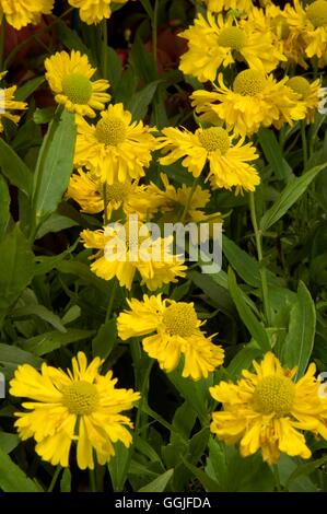 HELENIUM DOUBLE TROUBLE Stock Photo - Alamy