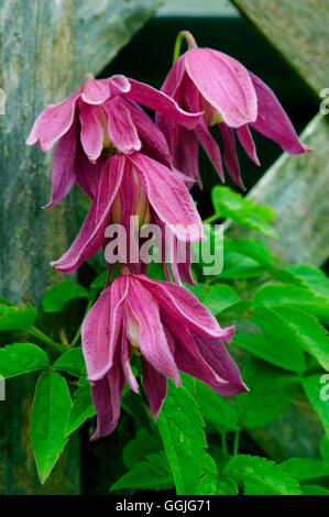 Clematis Alpina 'Constance' Stock Photo - Alamy