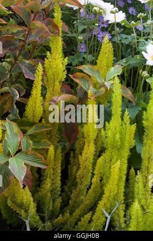 ERICA ARBOREA ALBERTS GOLD Stock Photo - Alamy
