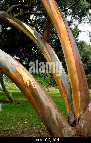 Spinning Gum Tree Bark, Eucalyptus perriniana, Myrtaceae, Victoria ...