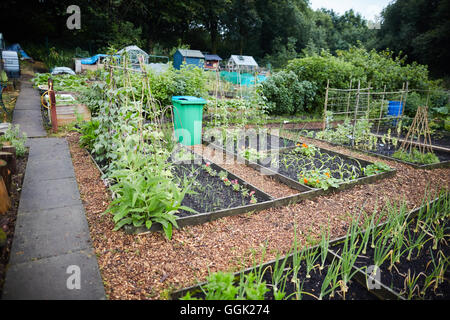 Allotment plots in Rochdale Manchester England UK growing vegetables on ...