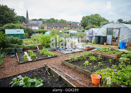 Allotment plots in Rochdale Manchester England UK growing vegetables on ...