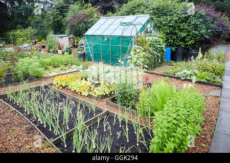 Allotment plots in Rochdale Manchester England UK growing vegetables on ...