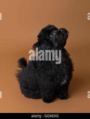 Cute black Cockapoo puppy sitting on grass in front of a bench staring ...