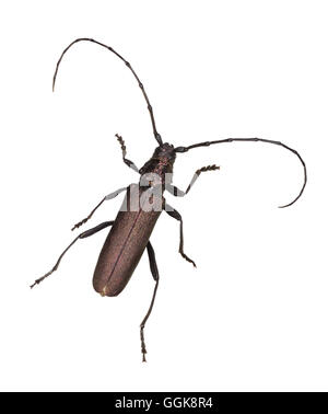 Musk beetle, Aromia moschata, Musk beetle Stock Photo - Alamy