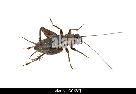 wood cricket (Nemobius sylvestris), male, Germany Stock Photo - Alamy
