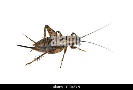 wood cricket (Nemobius sylvestris), female, Germany Stock Photo - Alamy