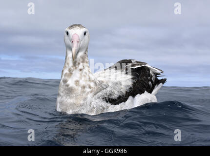 Antipodean Albatross (Diomedea antipodensis) swimming in the ocean ...