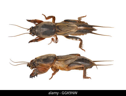 Mole Cricket Gryllotalpa Gryllotalpa Stock Photo - Alamy
