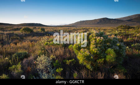 Mountains in the Tablemountain National Park, Cape Town, South Africa ...