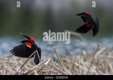 Red winged Blackbird in flight Stock Photo - Alamy