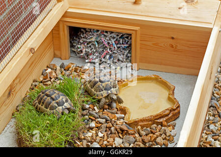 Tortoise Table. Two captive bred Turkish Spur-thighed Mediterranean ...