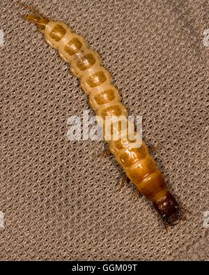 Ground Beetle - Larva- - (Carabus sp.) MIW253512 Stock Photo - Alamy
