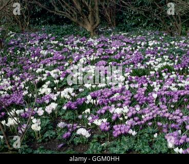 Purple and white Crocus naturalised in lawn Stock Photo - Alamy
