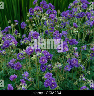 Geranium pratense Plenum Violaceum,double violet blue flowers,flower ...