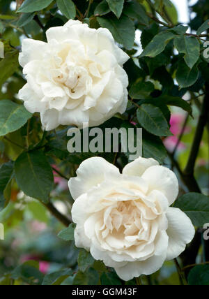 Rosa - 'Madame Alfred Carriere' AGM - (Noisette) (Climber) RCL023393 ...