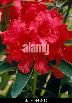 Rhododendron - `The Hon Jean Marie de Montague' AGM RHO073968 Stock ...