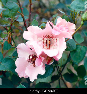 Rosa ‘Dainty Bess’ (hybrid tea rose) rose Dainty Bess – single pale ...