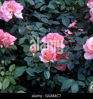 Rose flower (Rosa 'Lovely Lady' Stock Photo - Alamy