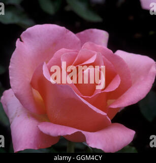 Rosa Lovely Lady Stock Photo - Alamy