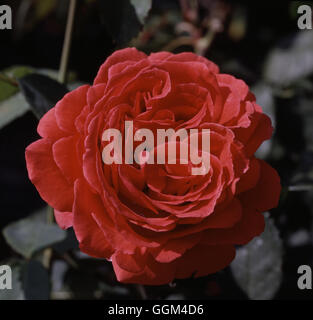 'Fragrant Cloud' Hybrid Tea Rose, Tehybridros (Rosa Stock Photo - Alamy