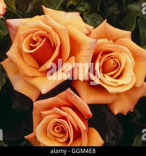 Rosa 'remember me'. Hybrid Tea Rose Stock Photo - Alamy