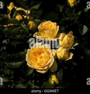 Rose Sweet Memories Stock Photo - Alamy