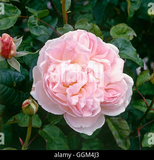 Rosa Sharifa Asma Stock Photo - Alamy