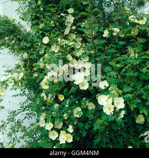 burnet rose (Rosa spinosissima, Rosa pimpinellifolia), blooming ...