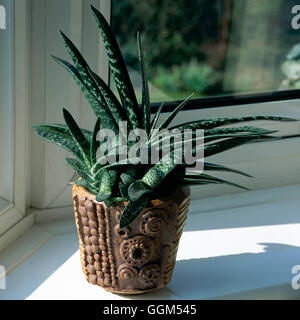 bicolor gasteria, gasteria bicolor Stock Photo - Alamy