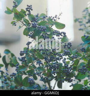sapphire-berry (Symplocos paniculata Stock Photo - Alamy