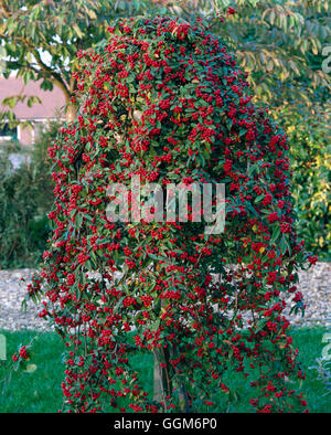 Cotoneaster hybridus pendulus Stock Photo - Alamy